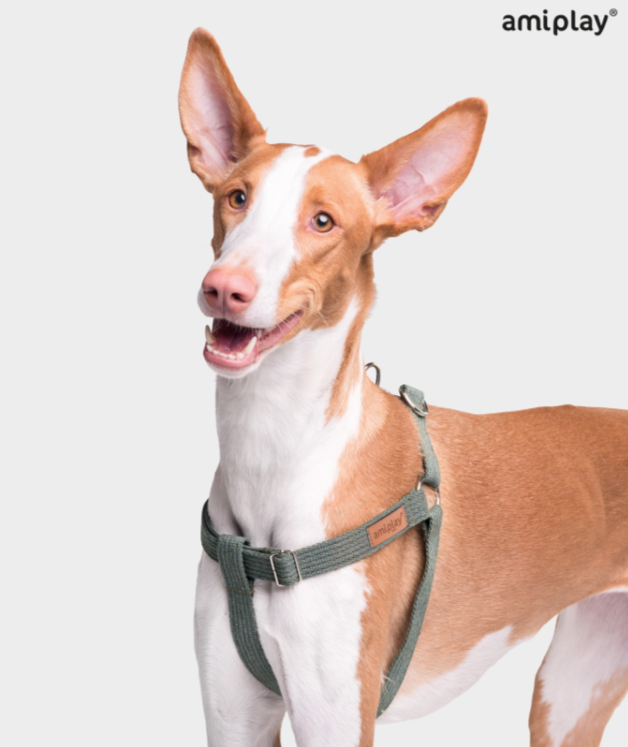 The Dog Harness Style Guide: From Adventure to Everyday– Pet Point ...